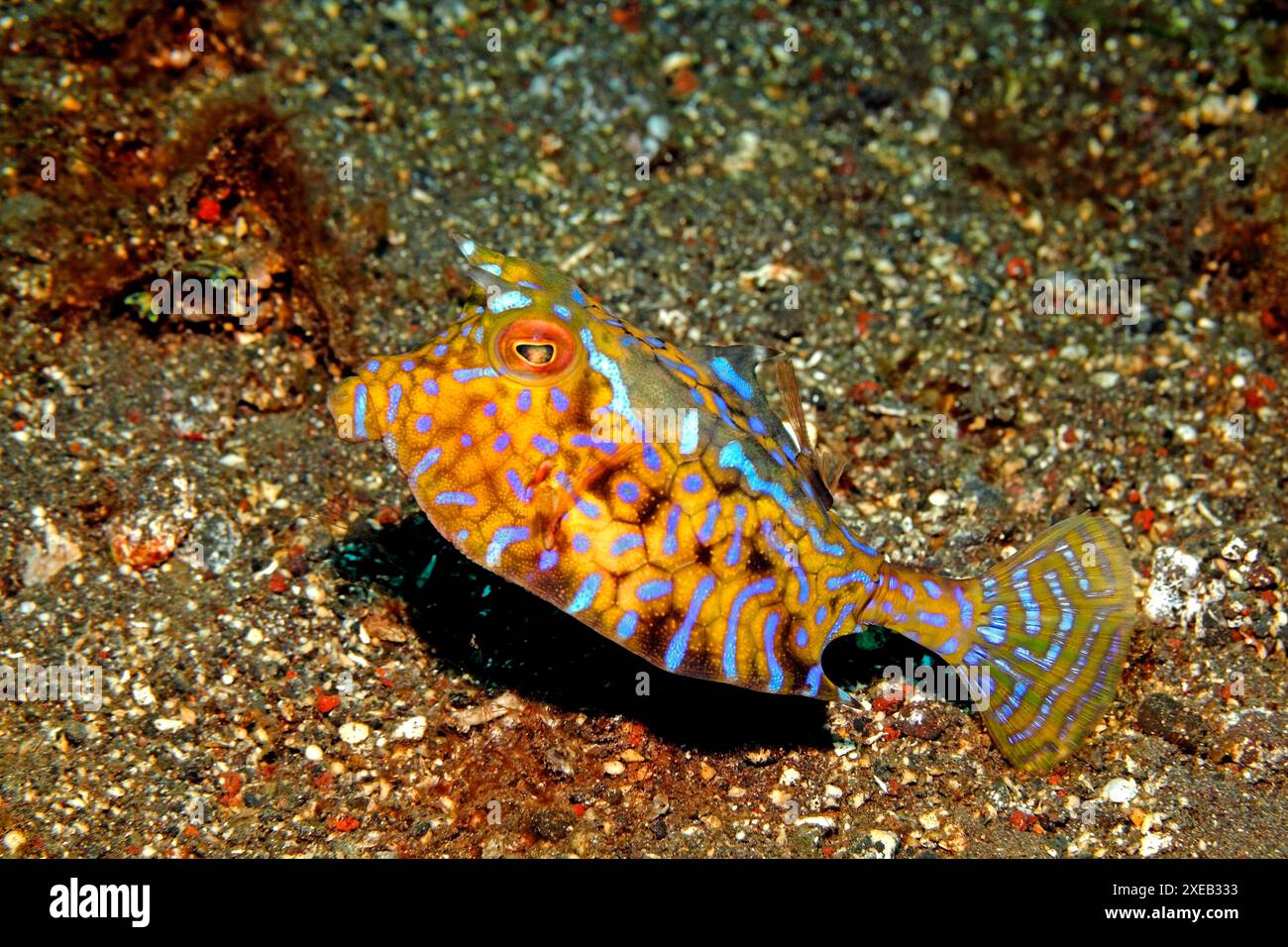Thorny back boxfish hi-res stock photography and images - Alamy