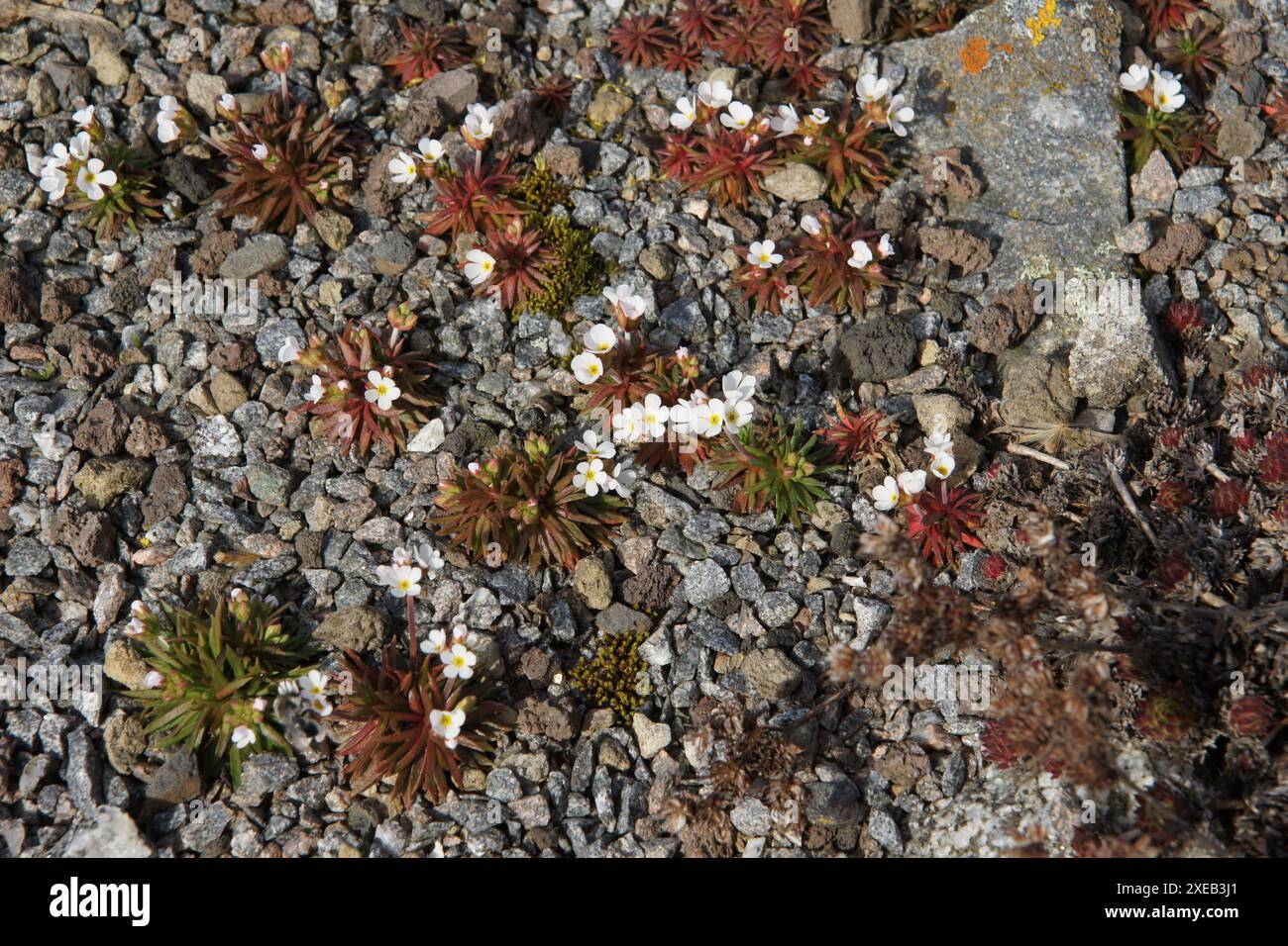 Androsace carnea ssp. brigantiaca Stock Photo - Alamy
