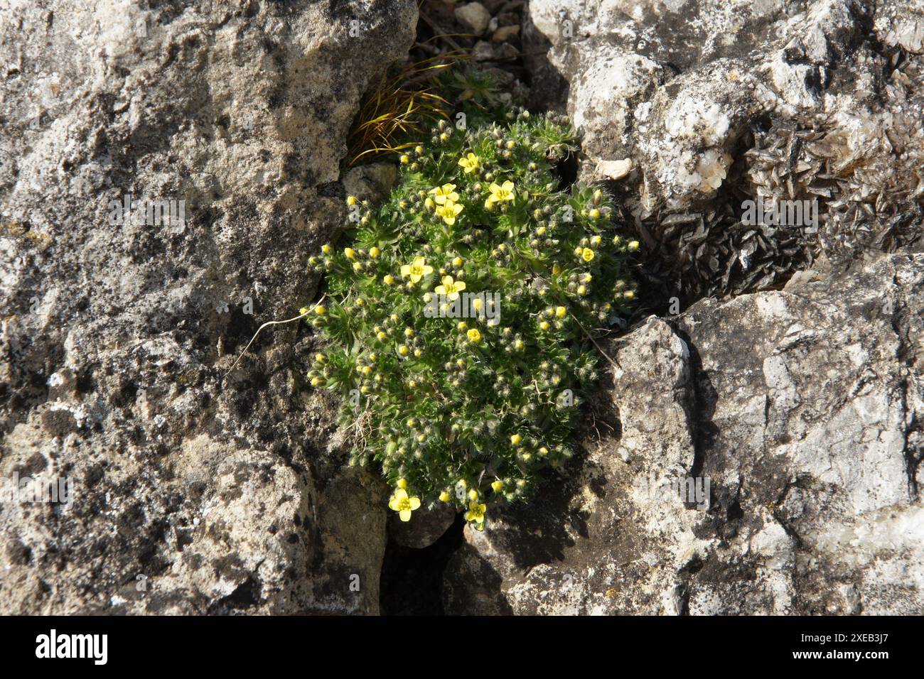 Balkan felsenbluemchen hi-res stock photography and images - Alamy