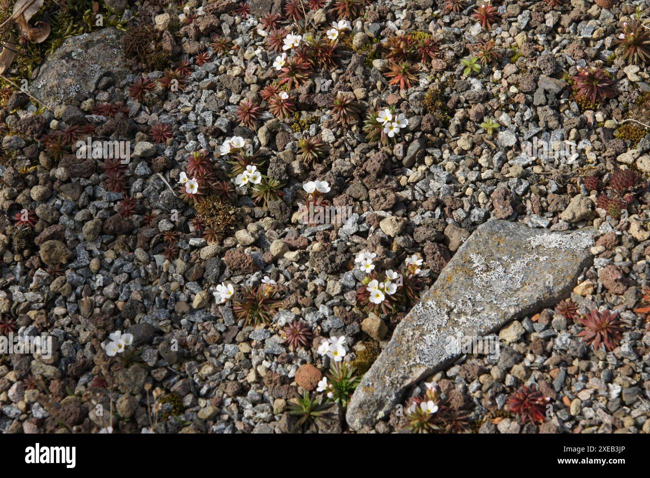 Androsace lactea hi-res stock photography and images - Alamy