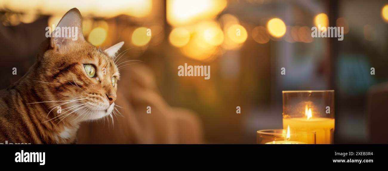 A Bengal cat looks at the candle fire Stock Photo - Alamy