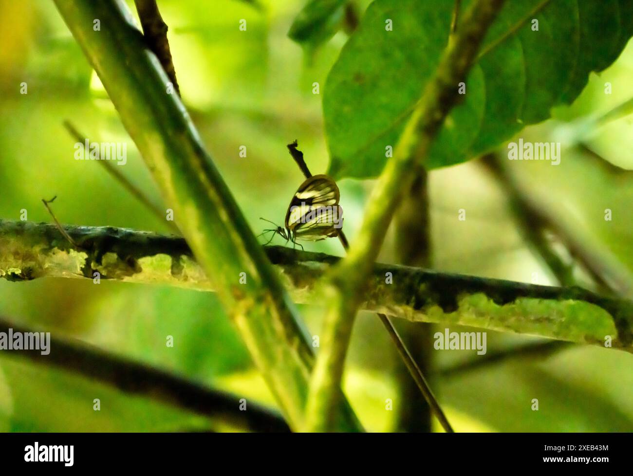 Almost transparent butterfly placed between the branches of trees ...
