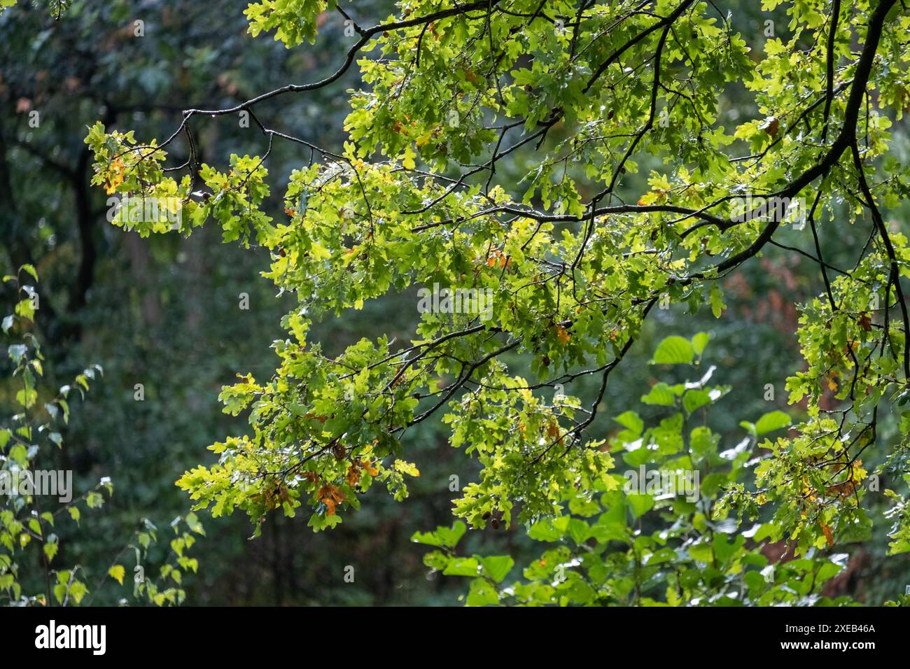 Rain-Kissed Splendor: Oak Leaves After a Shower Stock Photo - Alamy