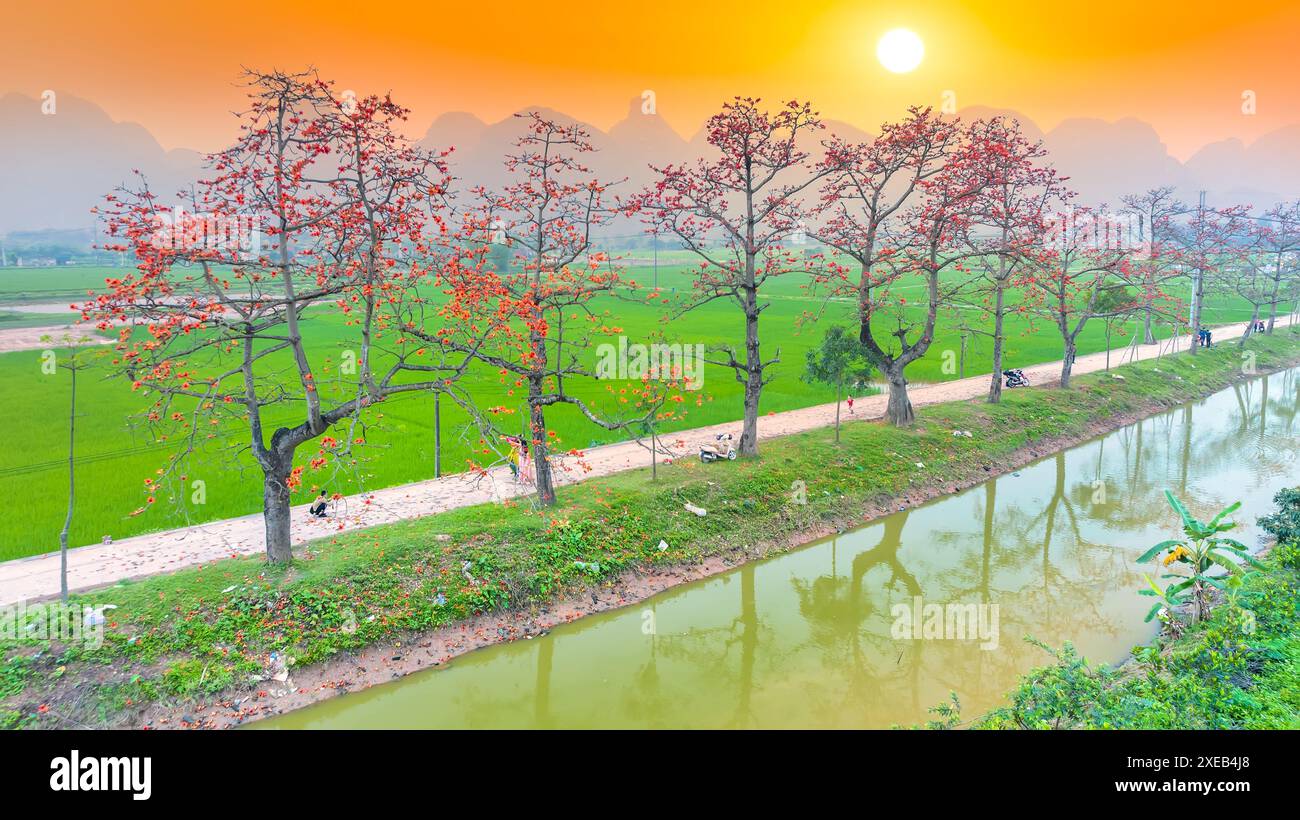 Blooming bombax ceiba trees in the suburbs of Hanoi attracts many ...