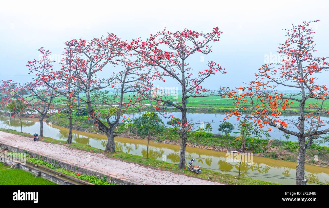 Blooming bombax ceiba trees in the suburbs of Hanoi attracts many ...