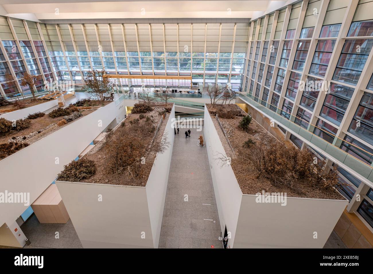 Museo homo sapiens hi-res stock photography and images - Alamy