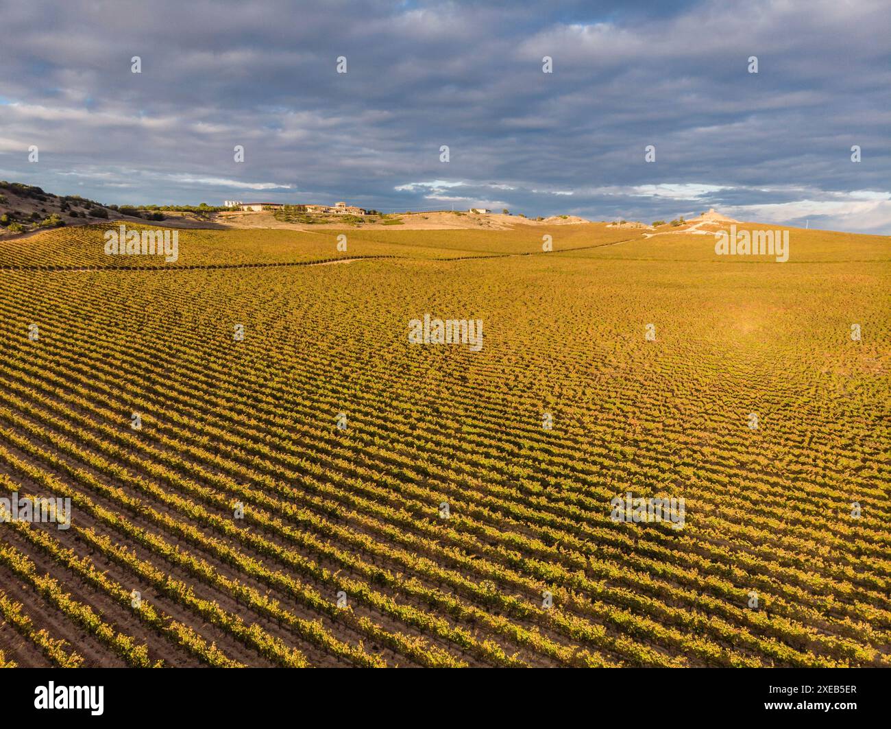 Vines field hi-res stock photography and images - Alamy