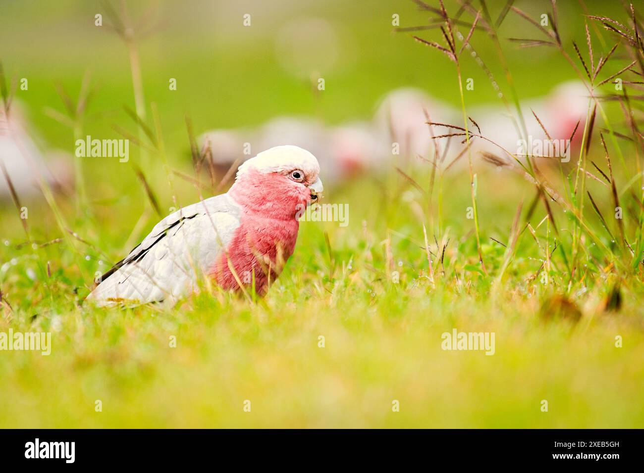 The galah, less commonly known as the pink and grey cockatoo or rose ...