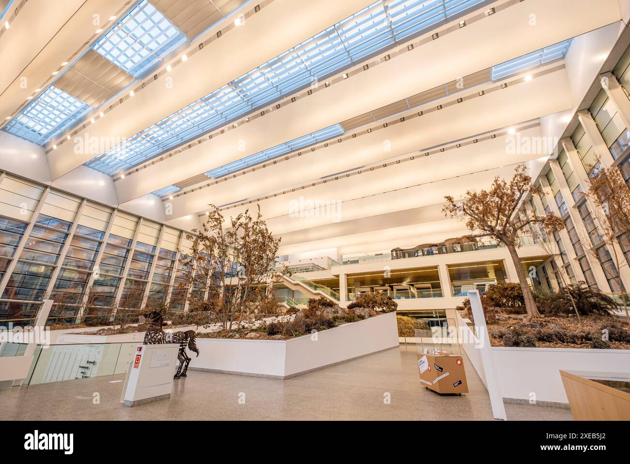 Museo homo sapiens hi-res stock photography and images - Alamy