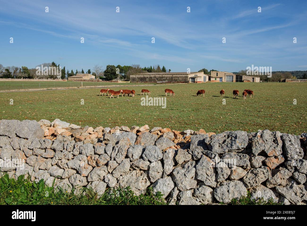 Flock of red sheep on a farm Stock Photo - Alamy