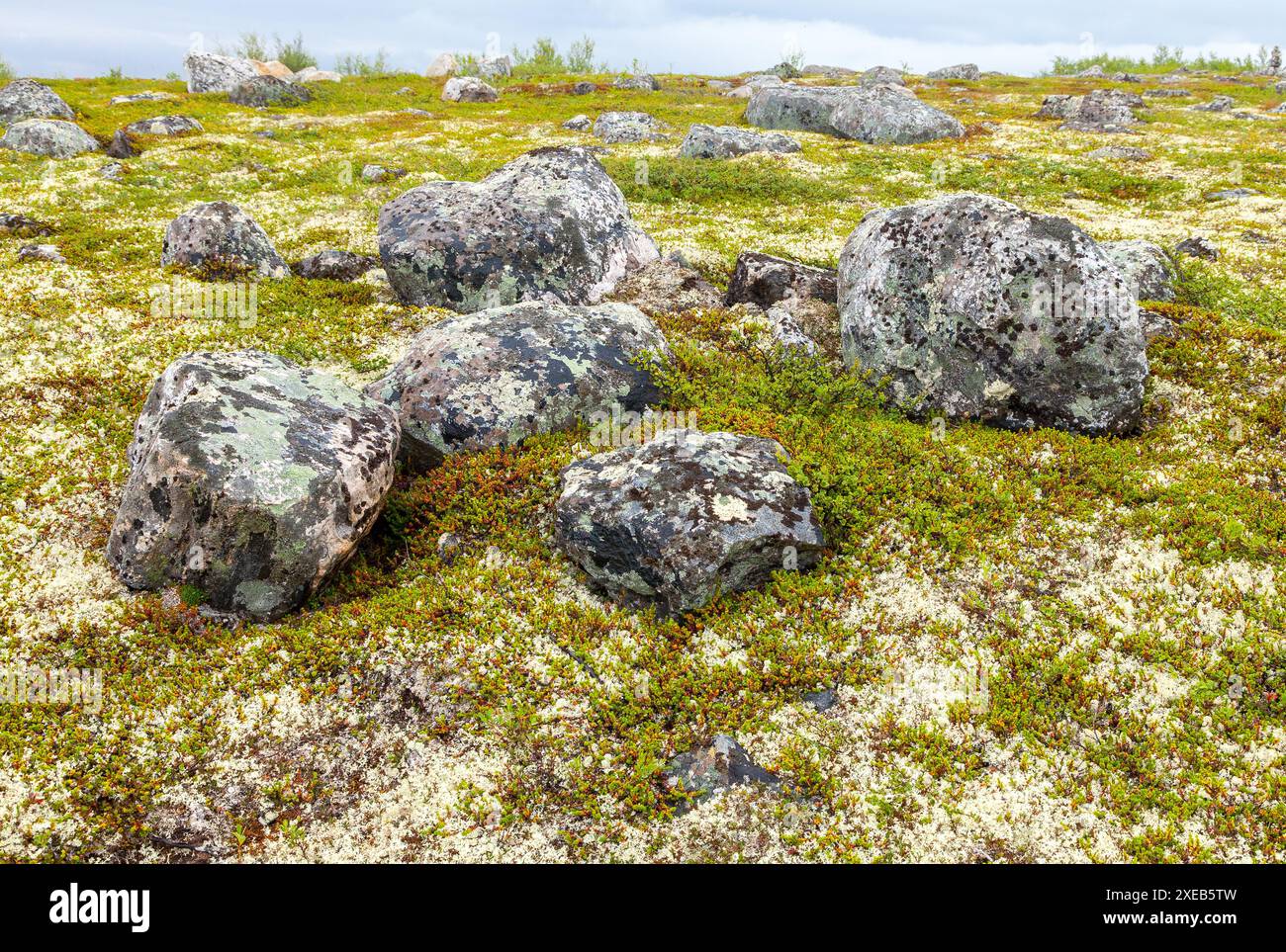 Tundra landscape in Murmansk region Stock Photo - Alamy