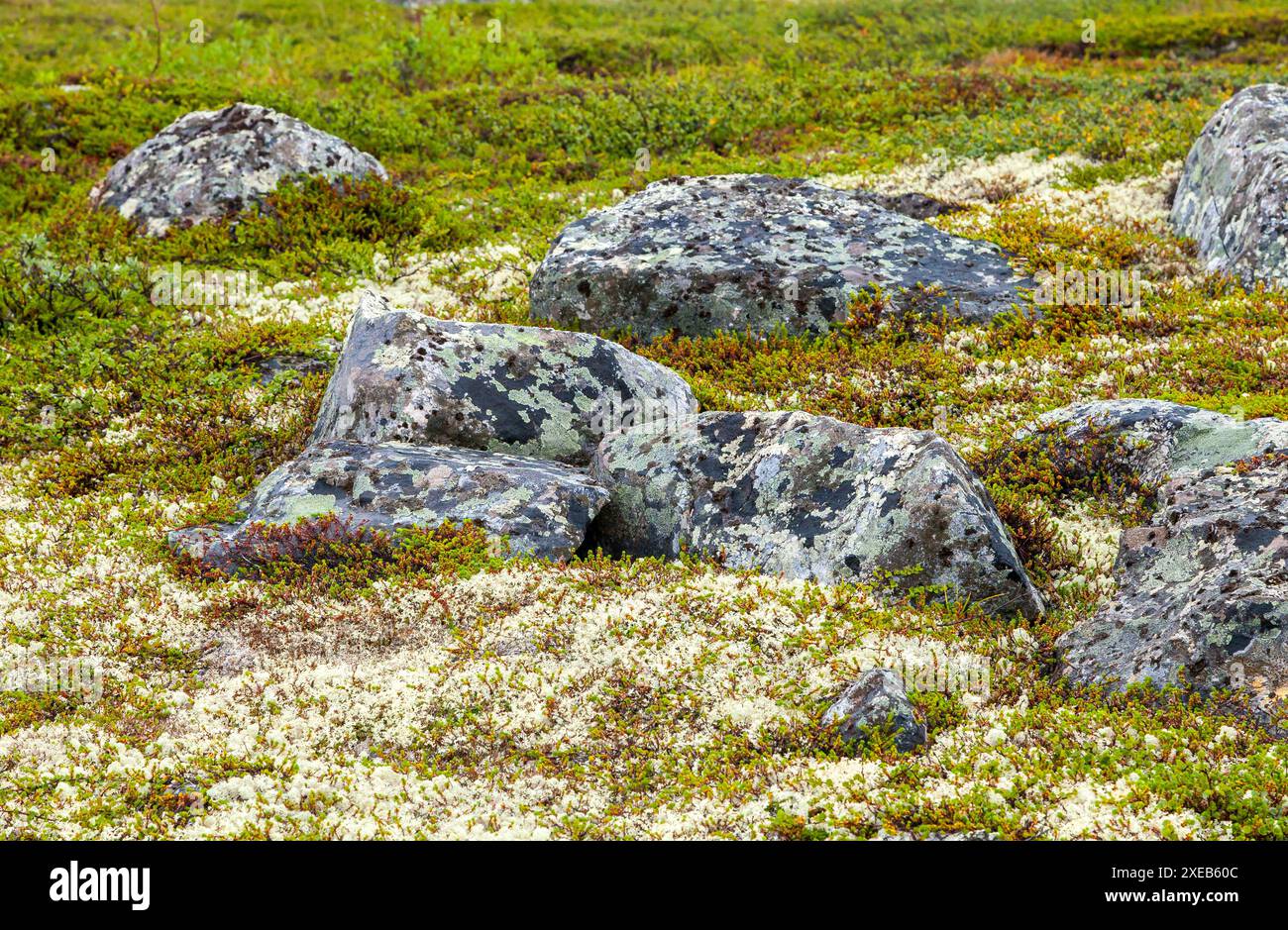 Tundra landscape in Murmansk region Stock Photo - Alamy