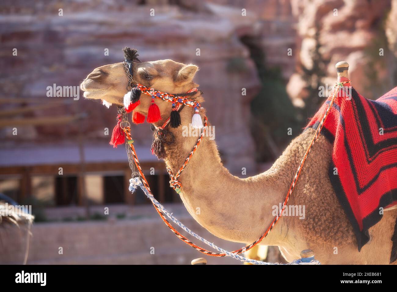 Red camel hi-res stock photography and images - Alamy