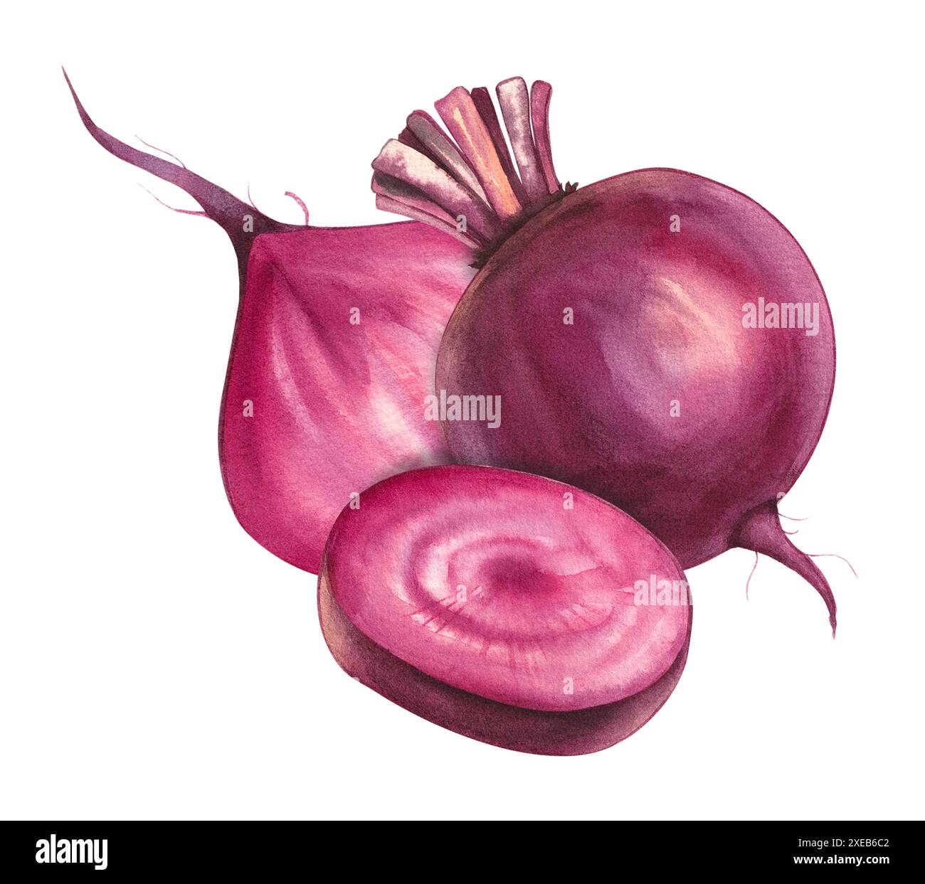 Watercolor beets on a white background. Beetroot isolated hand drawn ...