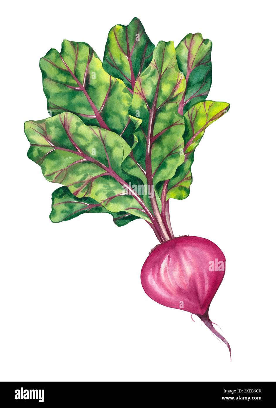 Watercolor beet with leaves on a white background. Beetroot isolated ...