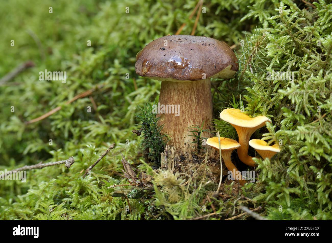 Wild Boletus pinophilus also known as the pine bolete or pinewood king ...