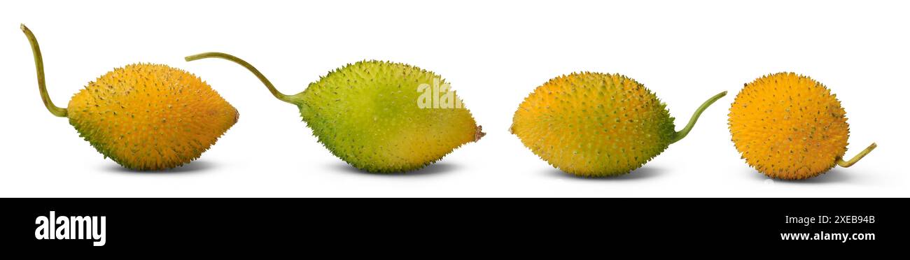 spine or spiny gourd isolated white background, teasle gourd or bristly ...