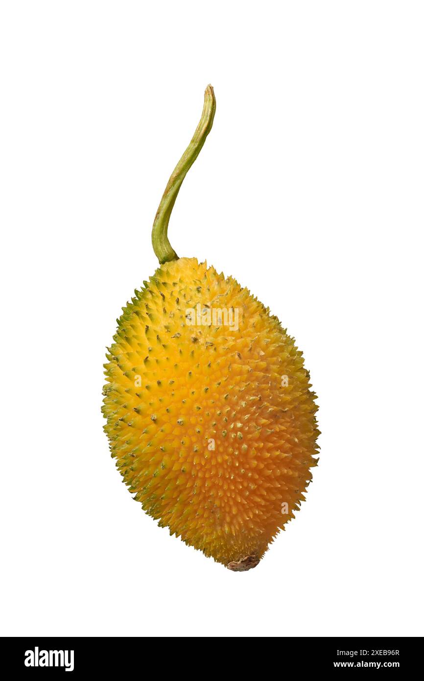 spine or spiny gourd isolated white background, close-up of teasle ...