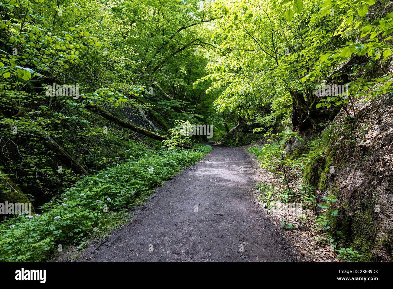Hiking in the Dragon Gorge Thuringia Eisenach Stock Photo - Alamy
