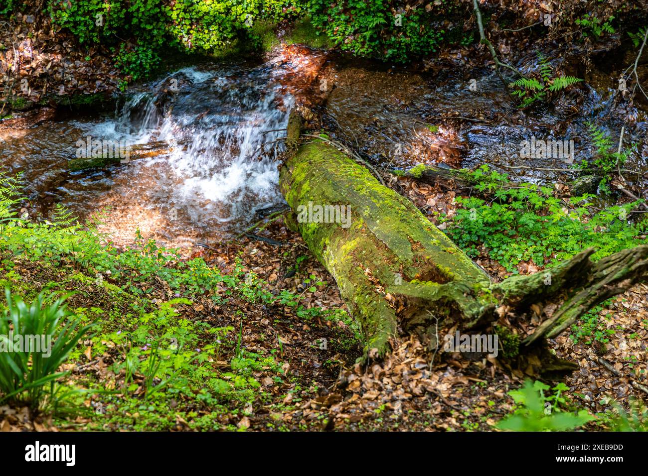 Brook run in the forest Stock Photo - Alamy