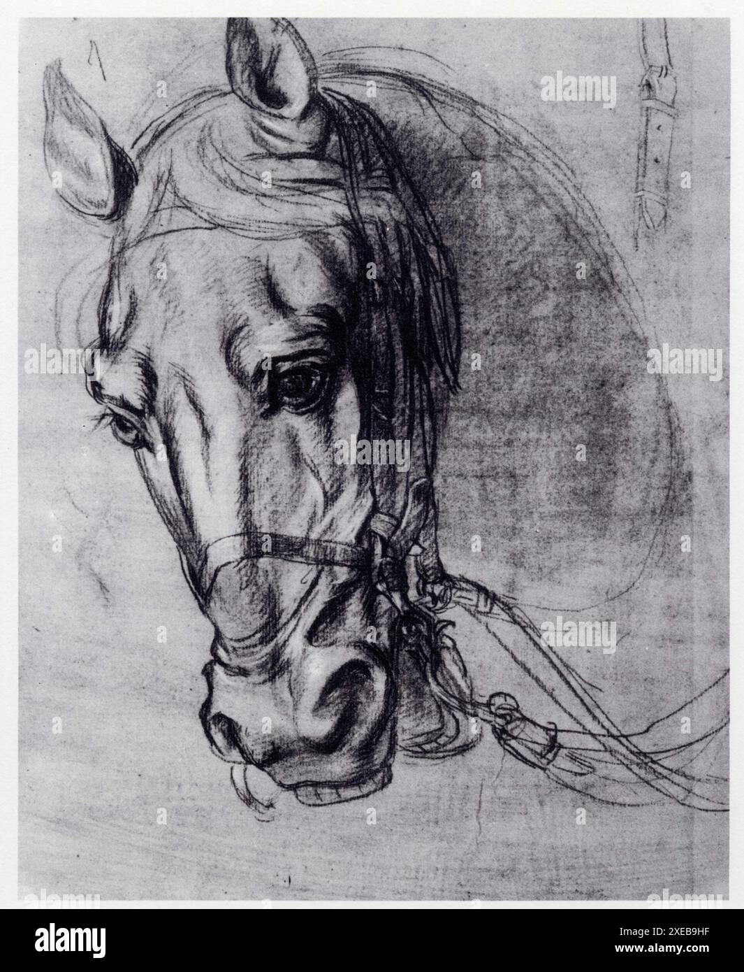 Cheval de dragon hi-res stock photography and images - Alamy