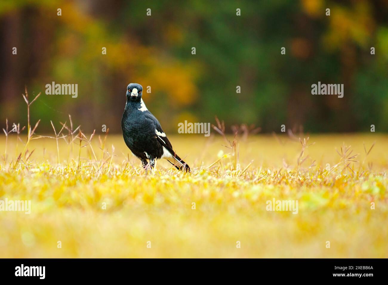 The Australian magpie is a black and white passerine bird native to ...