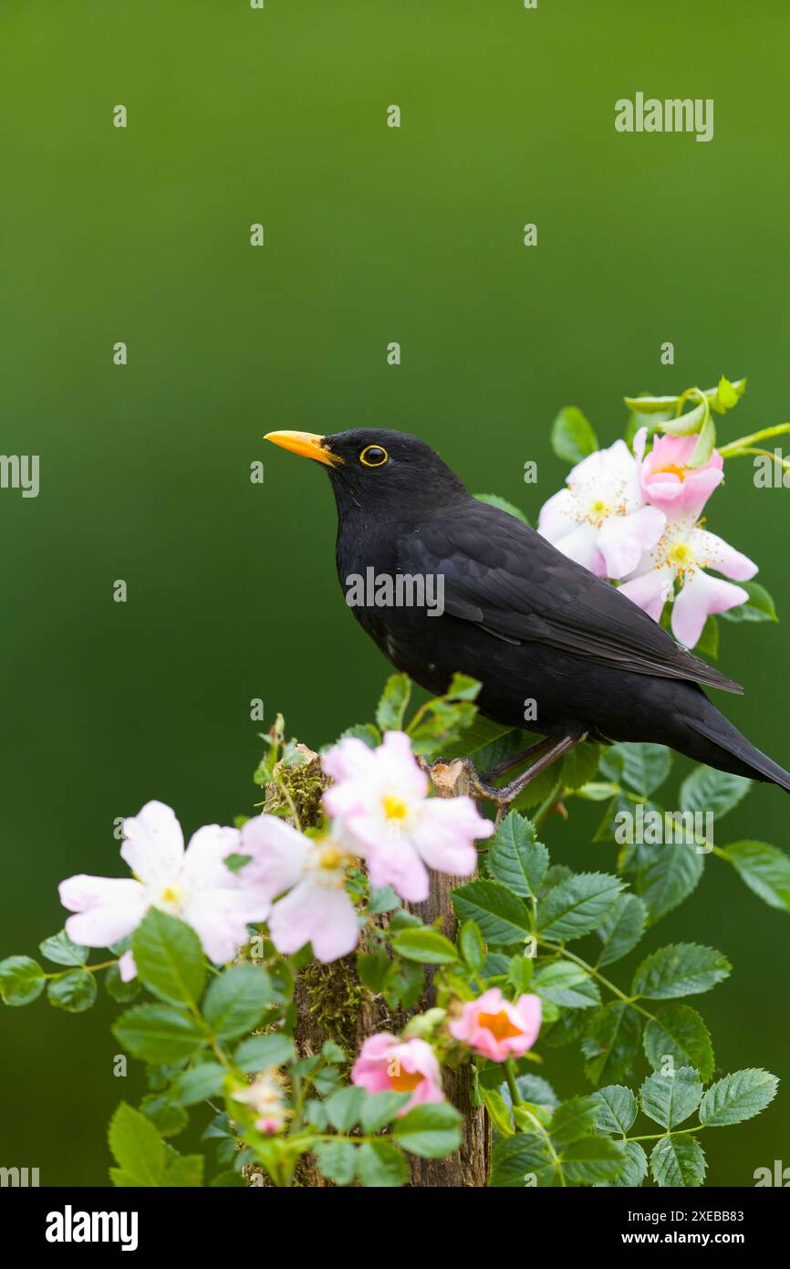 Common blackbird Turdus merula, adult male perched on stump among Dog ...