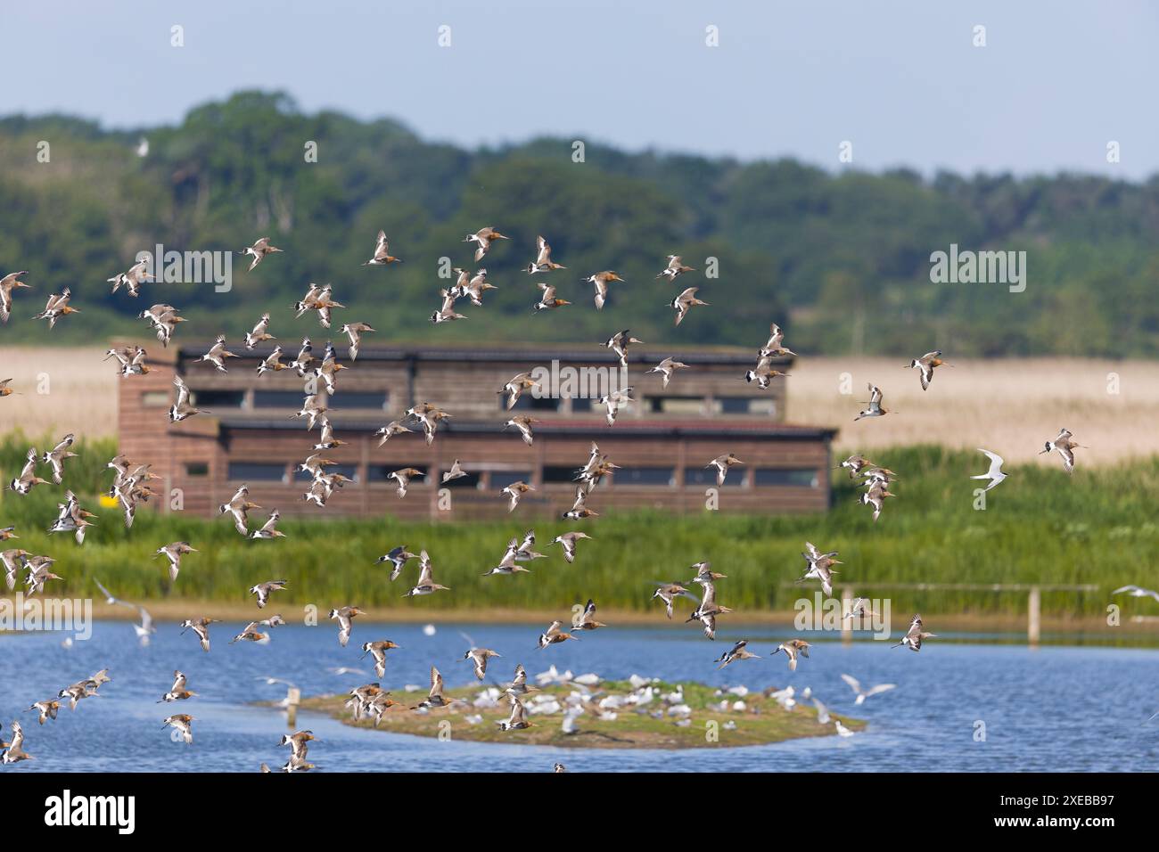Black-tailed godwit Limosa limosa, flock flying over Scrape with South ...