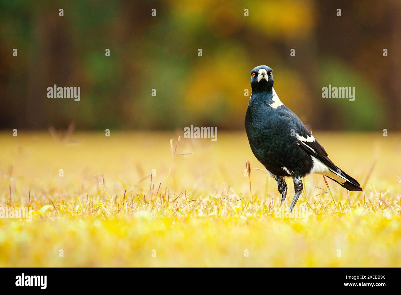 The Australian magpie is a black and white passerine bird native to ...