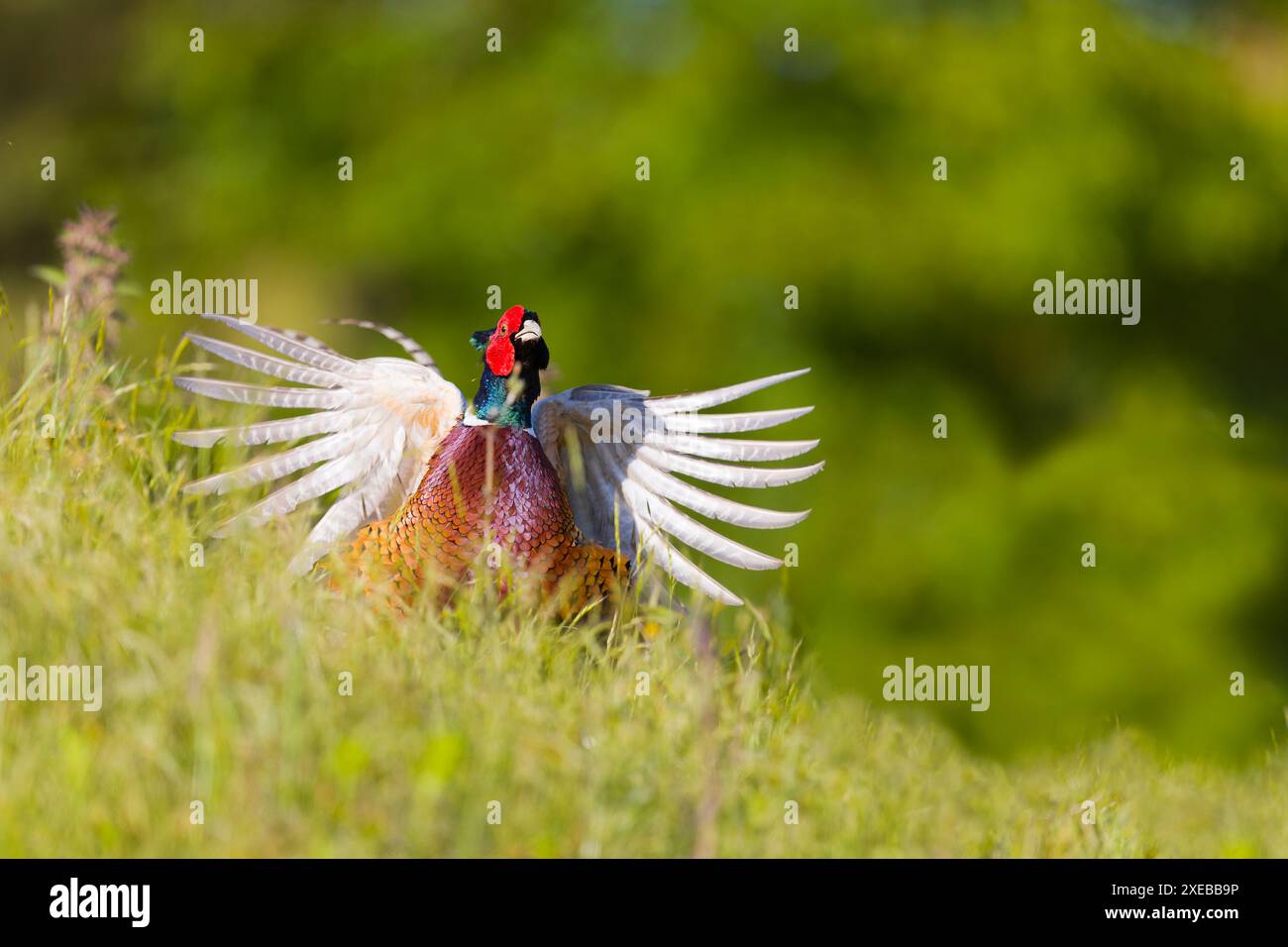 Common pheasant Phasianus colchicus, adult male in wing flapping ...