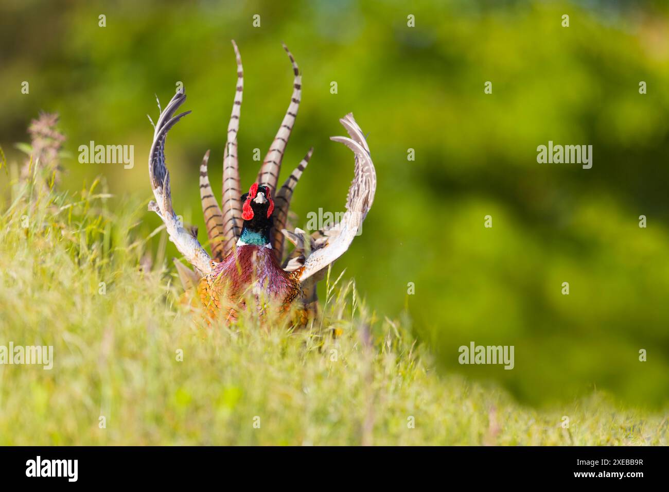 Common pheasant Phasianus colchicus, adult male in wing flapping ...