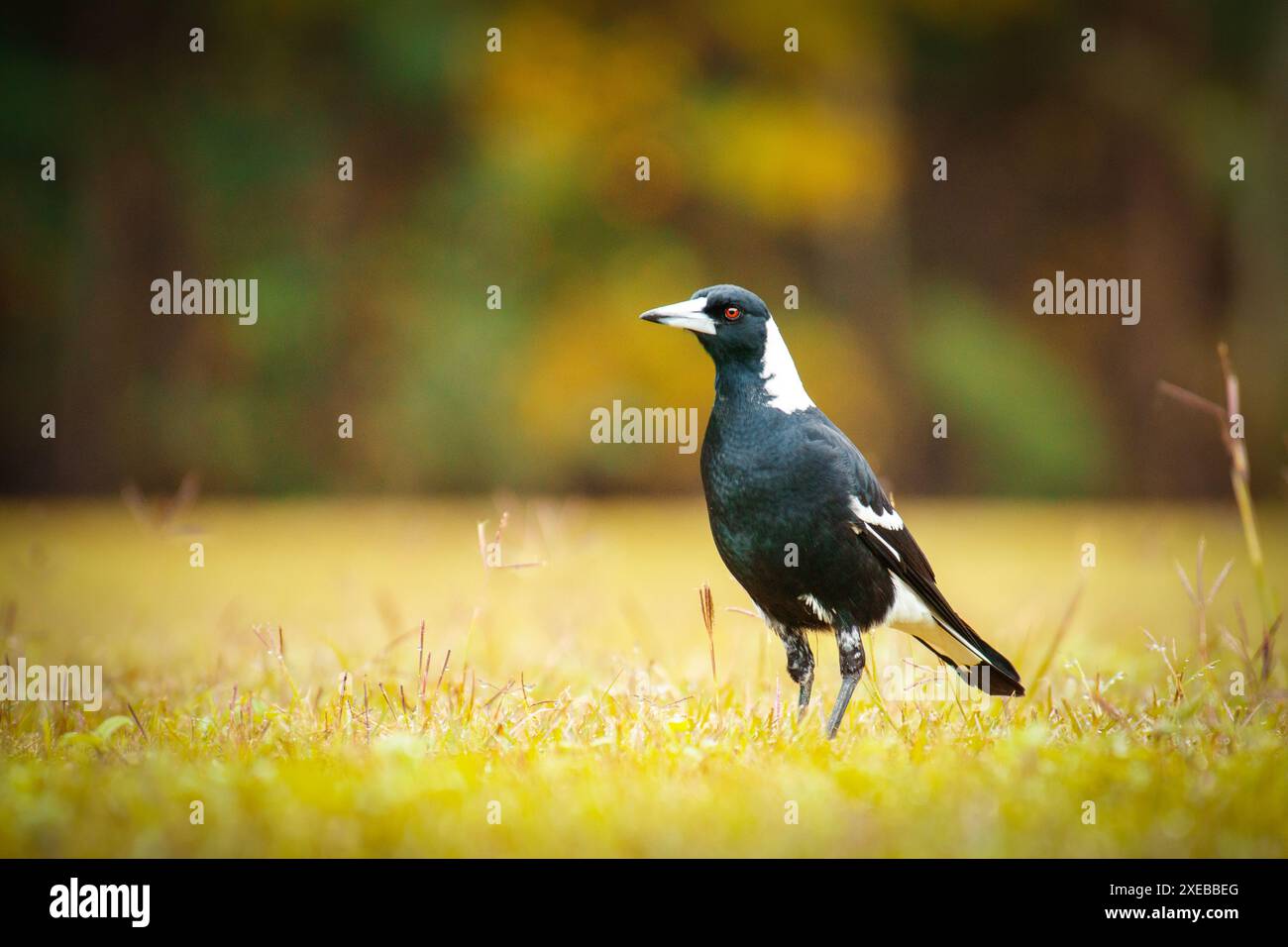 The Australian magpie is a black and white passerine bird native to ...