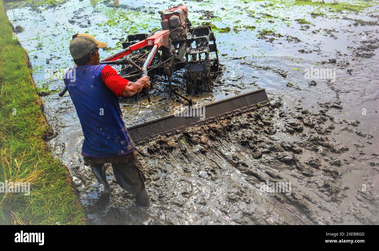 farmer plowing muddy field with hand tractor on indonesia, asia Stock ...