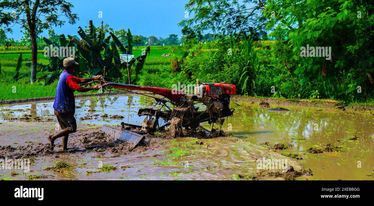 farmer plowing muddy field with hand tractor on indonesia, asia Stock ...