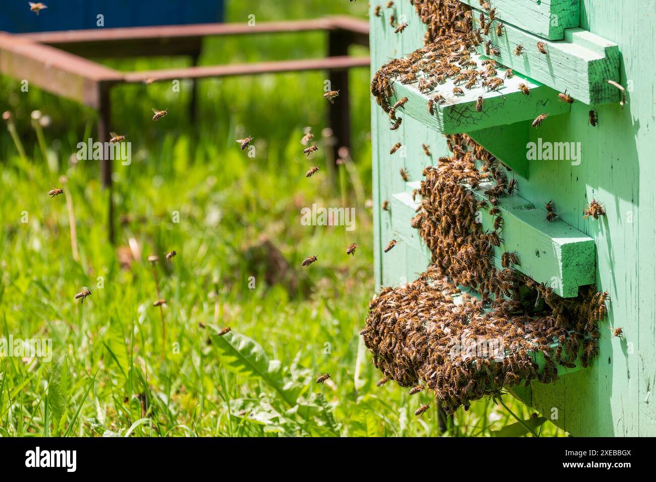 Swarming bees. Many bees have swarmed the hive, preparing to fly to a ...