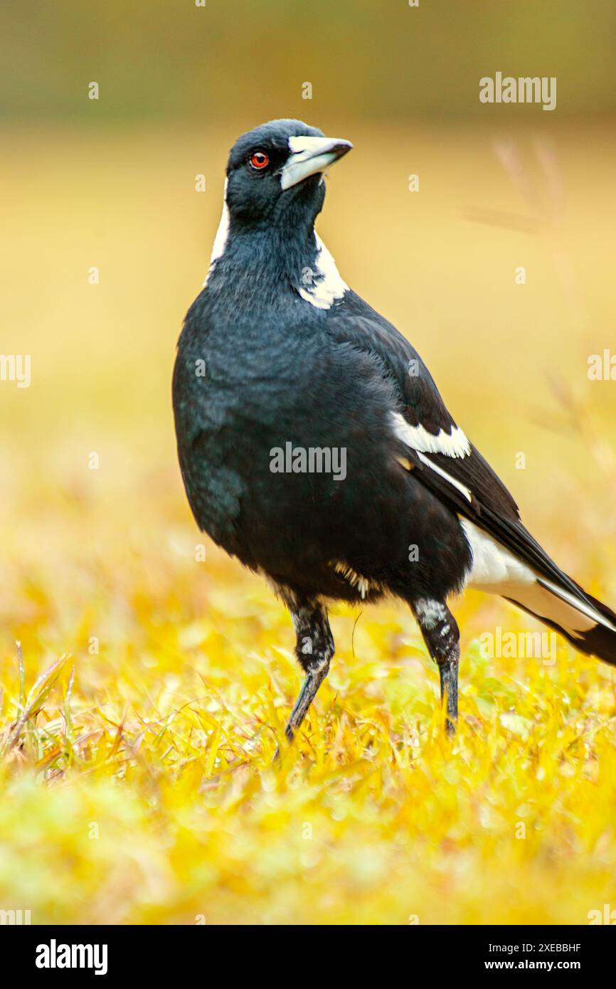 The Australian magpie is a black and white passerine bird native to ...