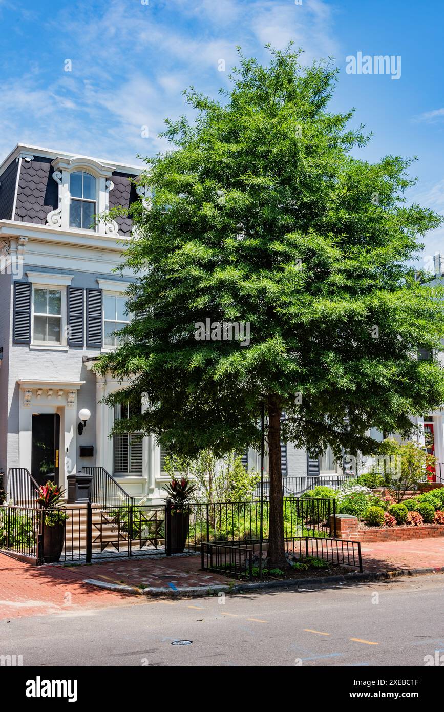 Shade Tree and Gardens in a Capitol Hill Neighborhood, Washington DC ...