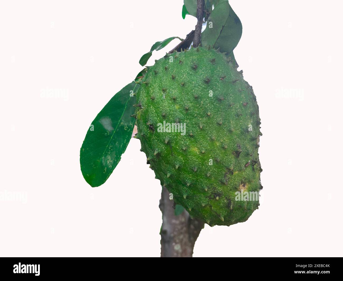 soursop fruit isolated on white background. soursop fruit from American ...