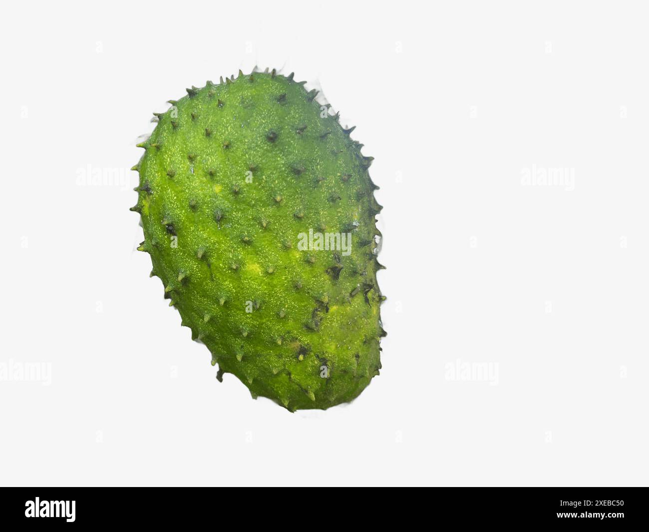 soursop fruit isolated on white background. soursop fruit from American ...