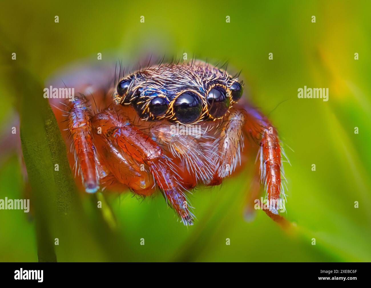 Detailed photo of a jumping spider on orange surface, showing ...