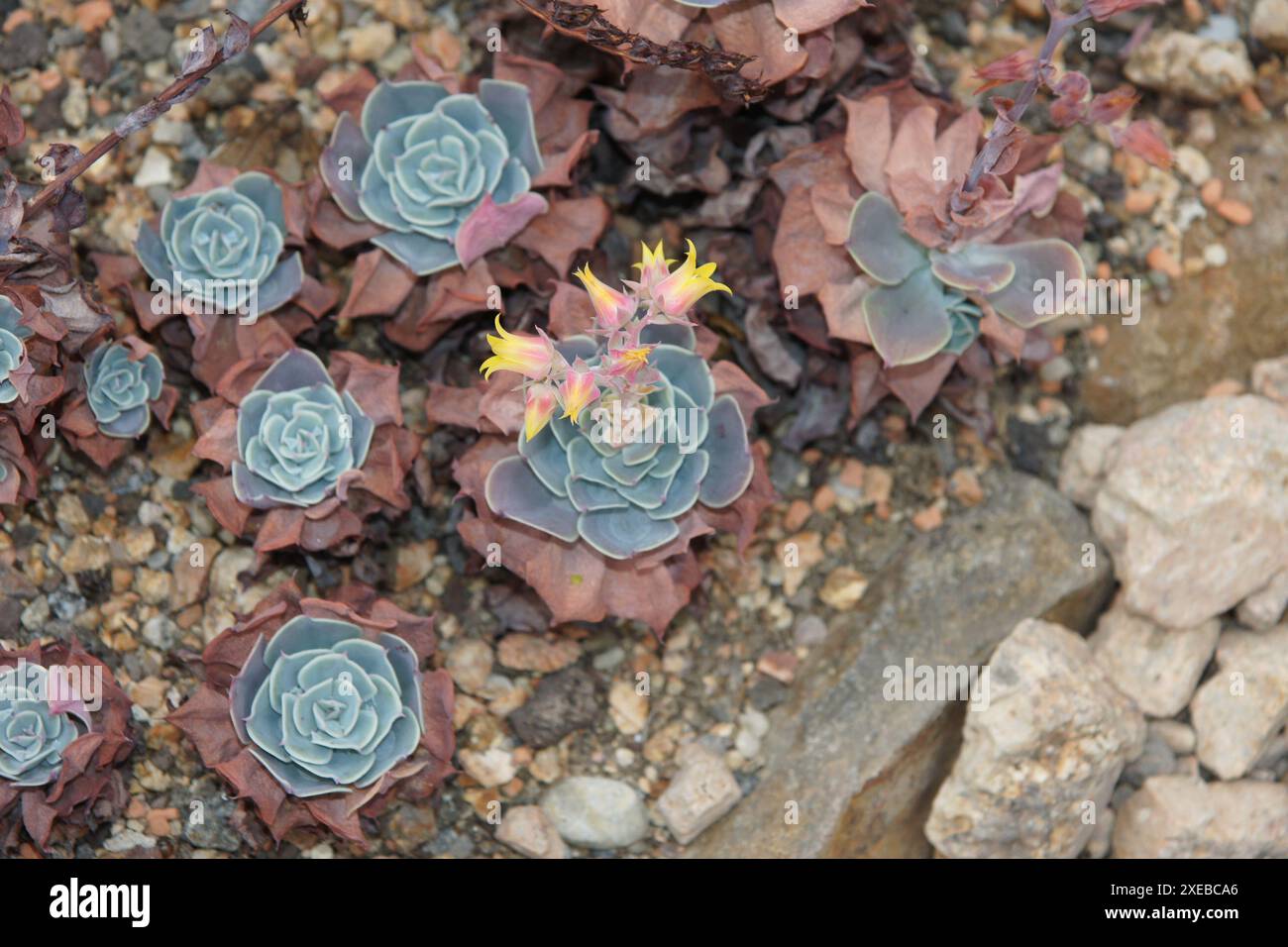 Echeveria houseplant hi-res stock photography and images - Alamy