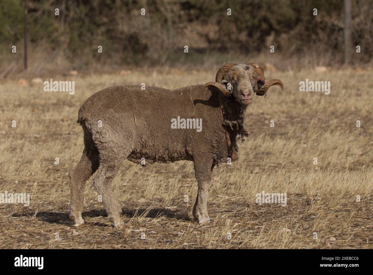 Merino Ram near Port Neill Eyre Peninsula South Australia Stock Photo ...