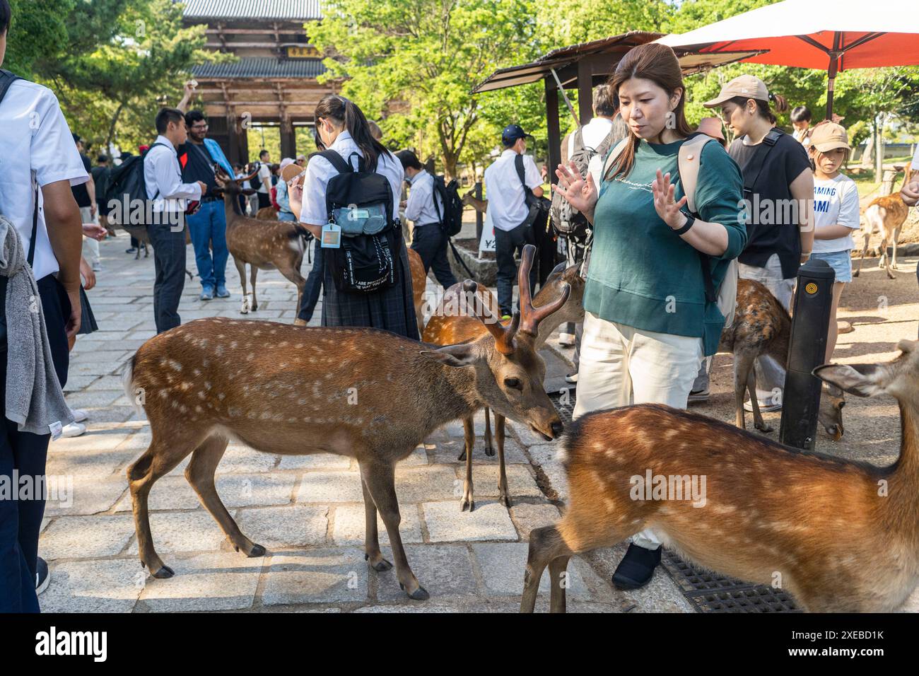 Nara Park in Japan, Tourists Stock Photo - Alamy