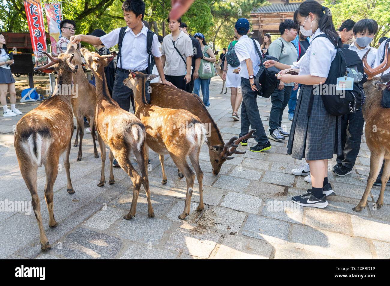 Nara Park in Japan, Tourists Stock Photo - Alamy