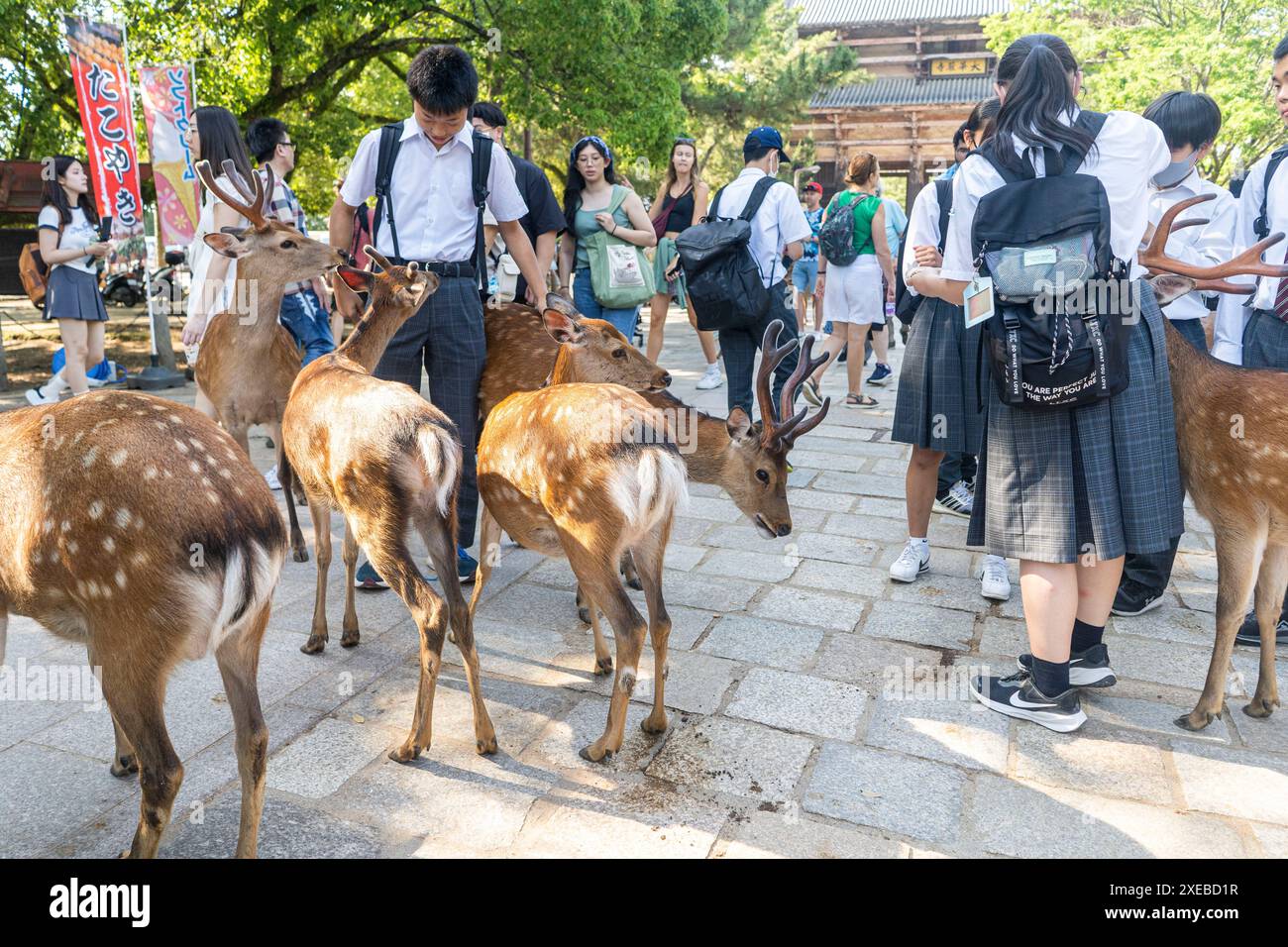 Nara Park in Japan, Tourists Stock Photo - Alamy
