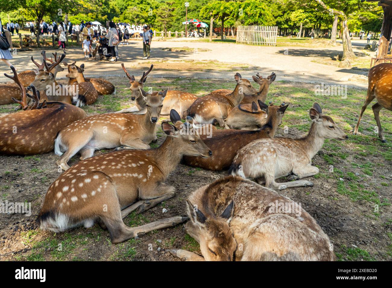 Nara Park in Japan, Tourists Stock Photo - Alamy