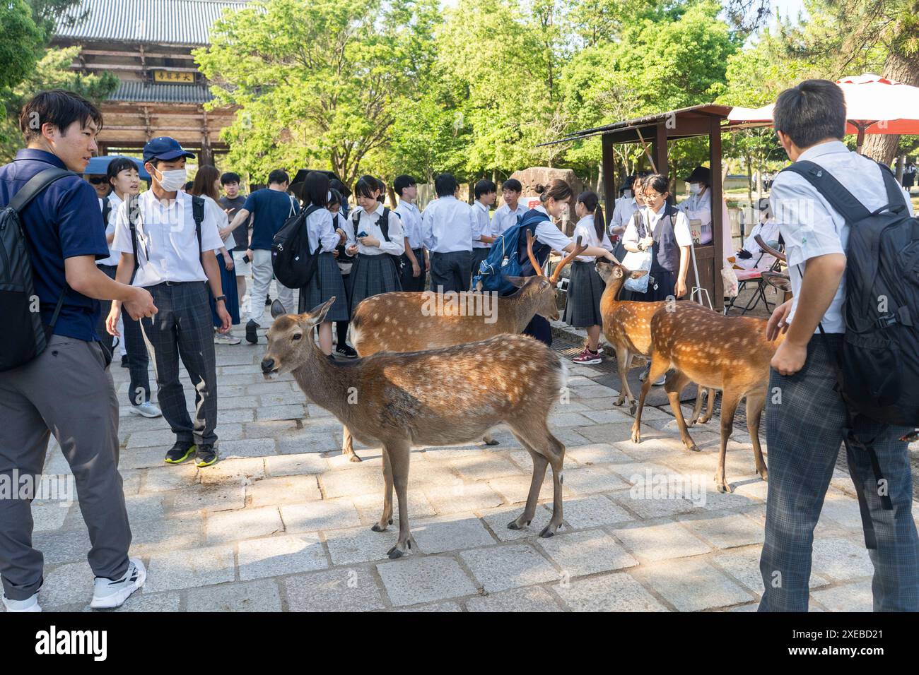 Nara Park in Japan, Tourists Stock Photo - Alamy