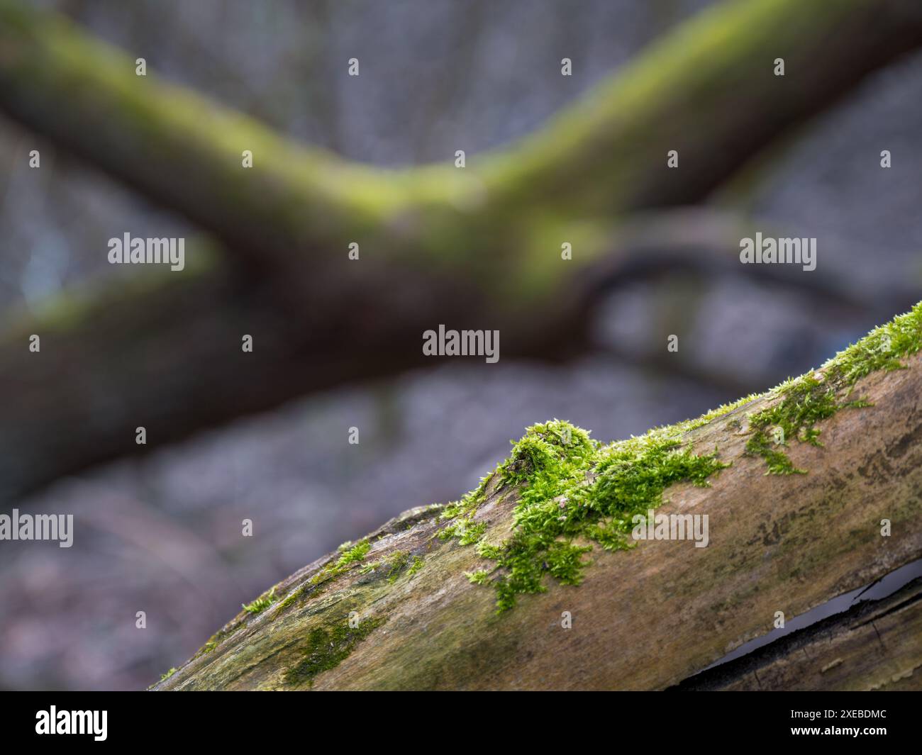 Trunk in focus hi-res stock photography and images - Alamy