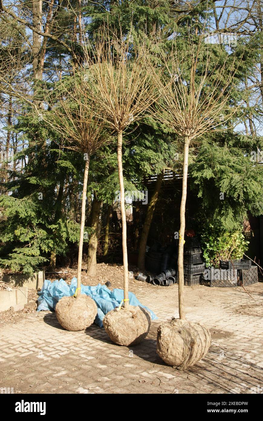 Robinia pseudoacacia Umbraculifera, black locust, with rootballs Stock ...