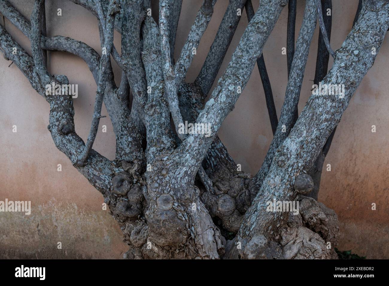 Branches of a bush Stock Photo - Alamy
